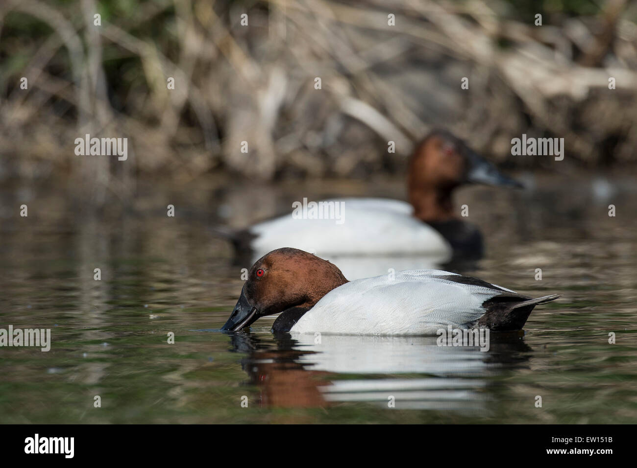 Drake Canvasback Duck Stock Photo - Alamy