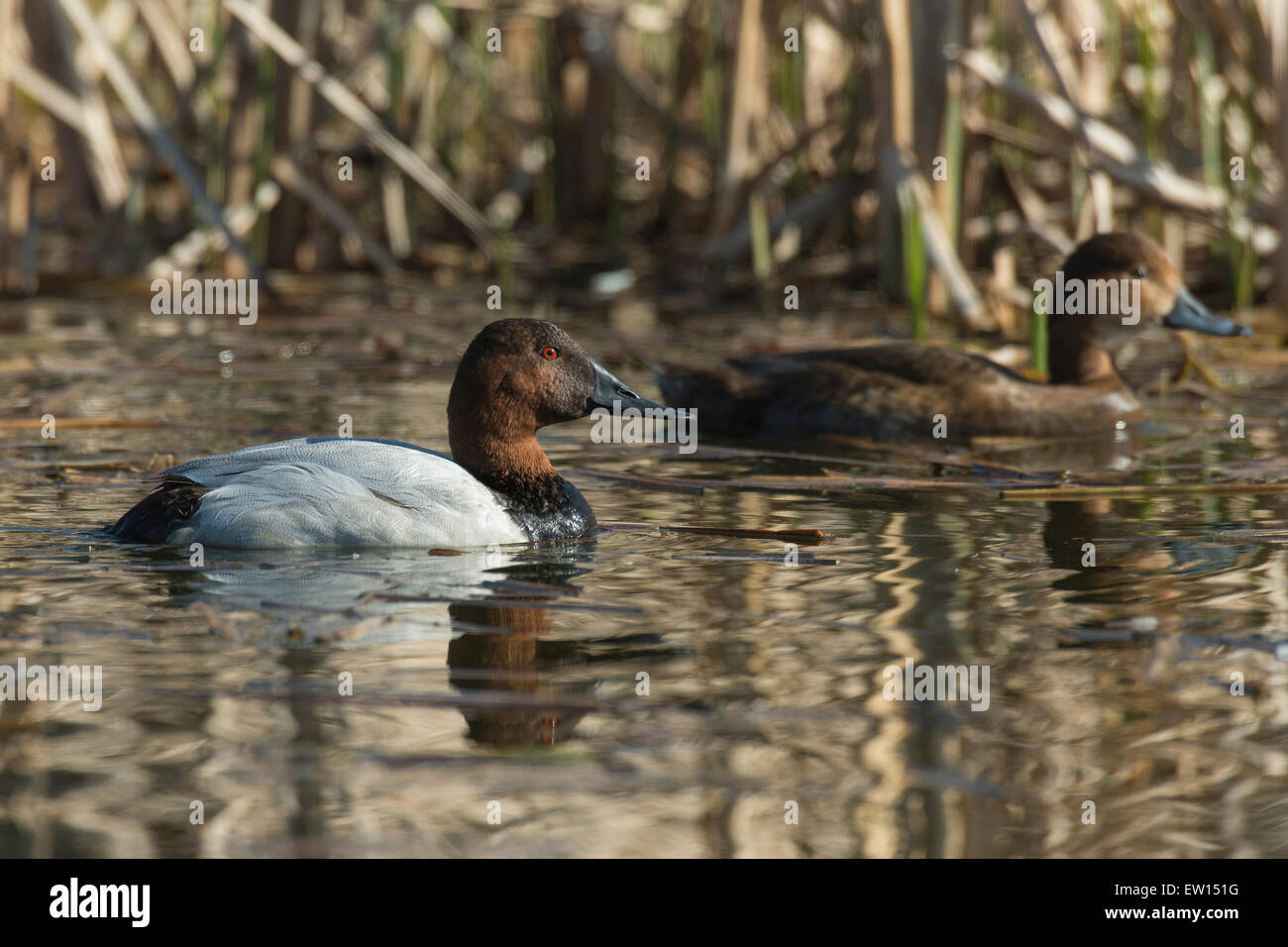Drake Canvasback Duck Stock Photo - Alamy