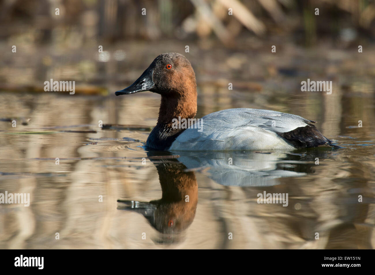 Drake Canvasback Duck Stock Photo - Alamy