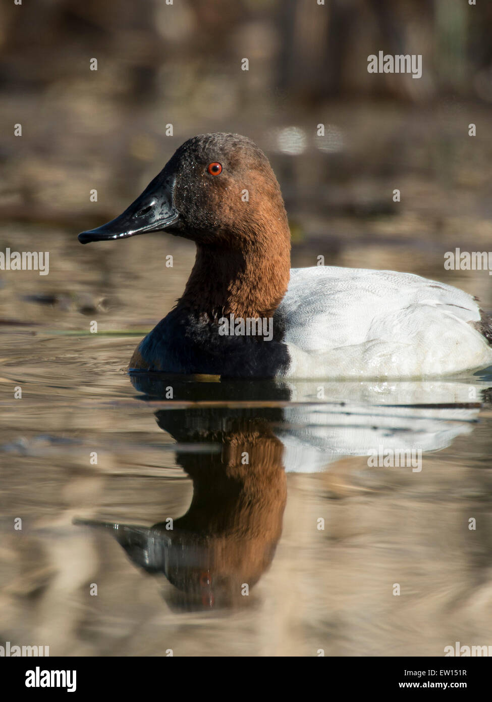 Drake Canvasback Duck Stock Photo - Alamy