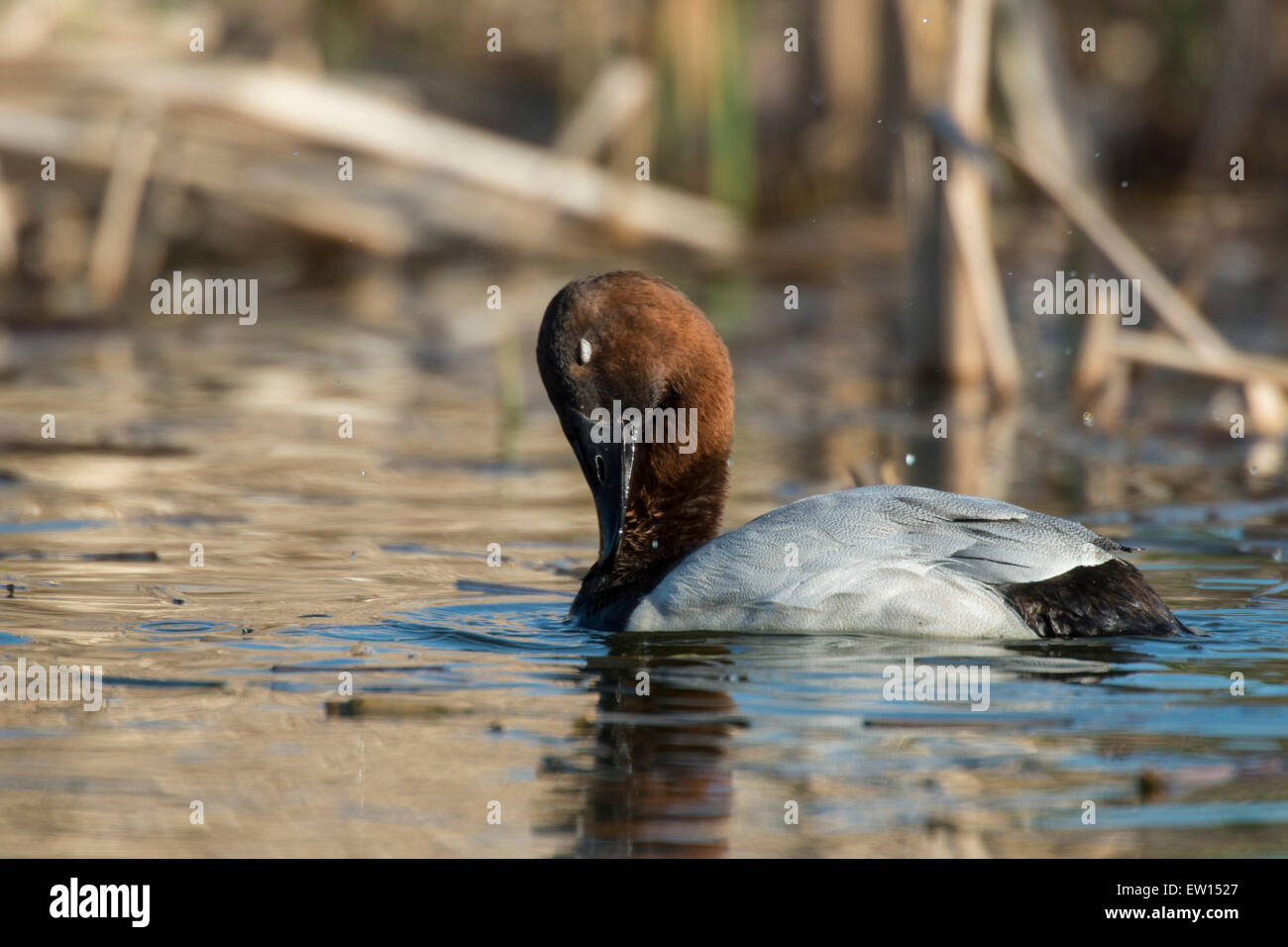 Drake Canvasback Duck Stock Photo - Alamy