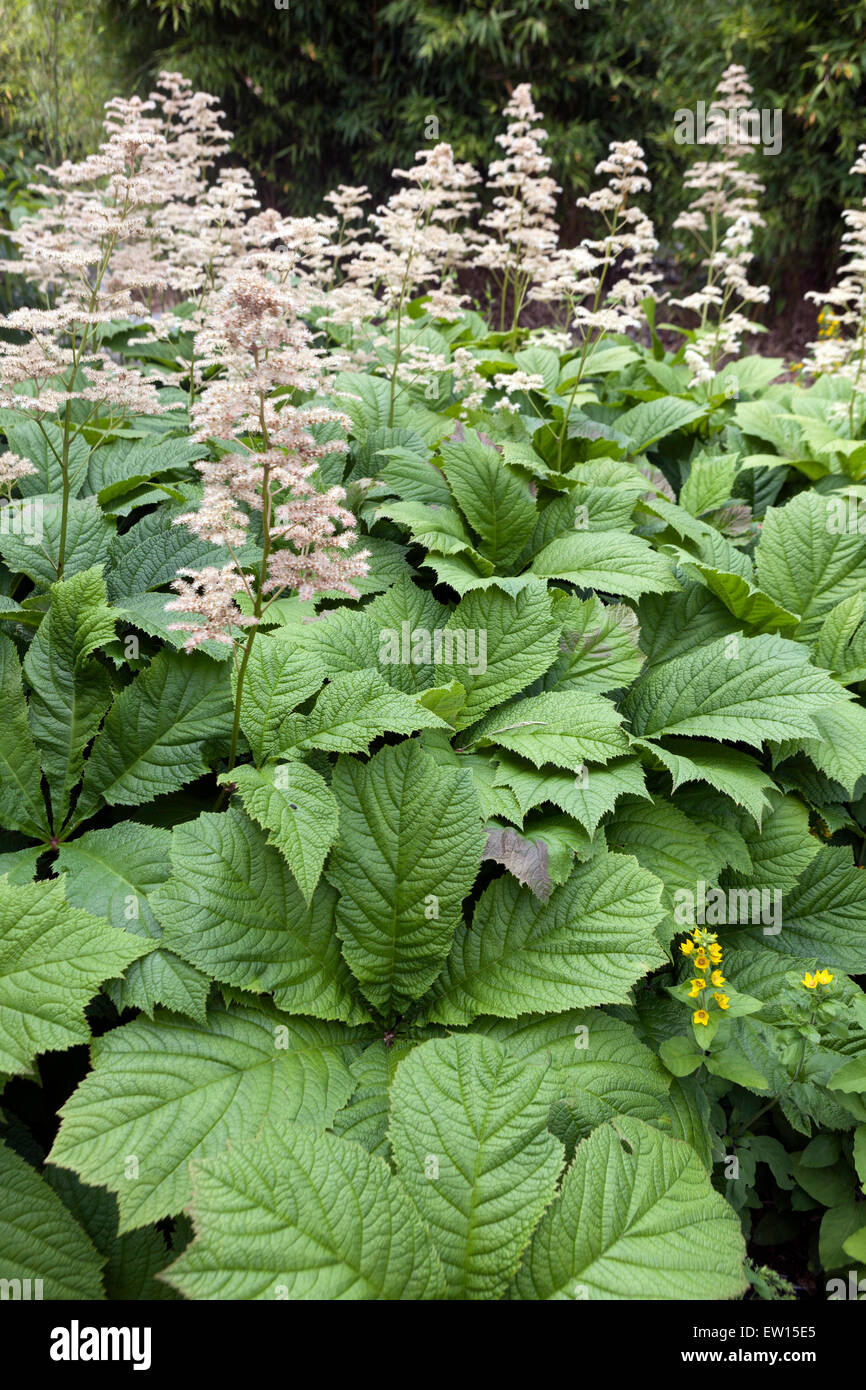 Rodgersia podophylla, Lysimachia punctata Stock Photo - Alamy