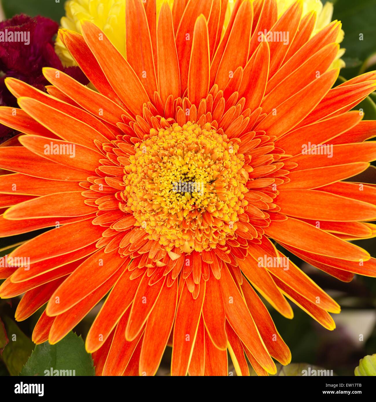 A close up shot of flowers in a gift box Stock Photo - Alamy