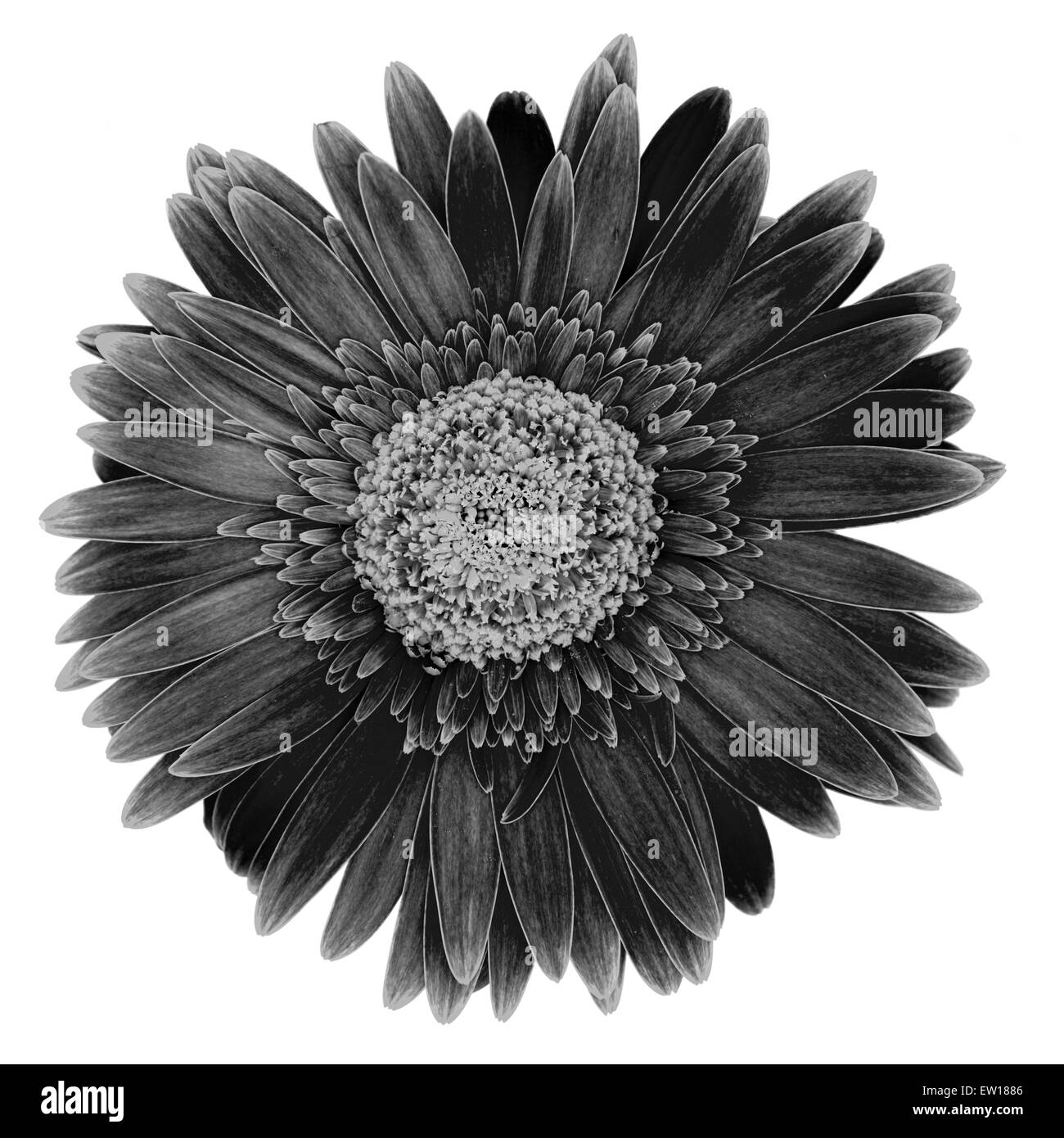 Bouquet orange gerbera Black and White Stock Photos & Images - Alamy