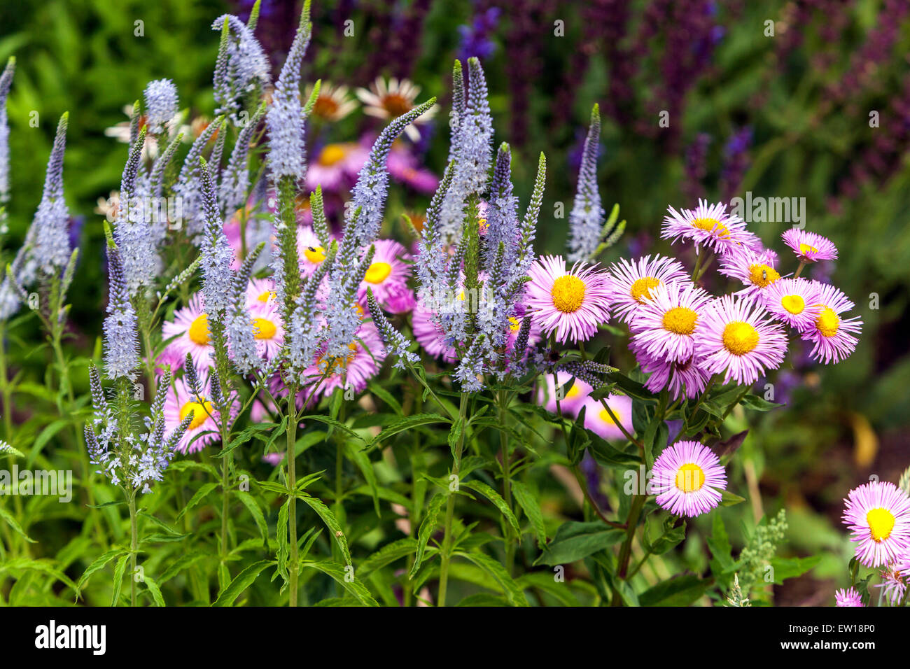 Fleabane flowers Erigeron 'Rosa Juwel' Pseudolysimachion maritimum ...
