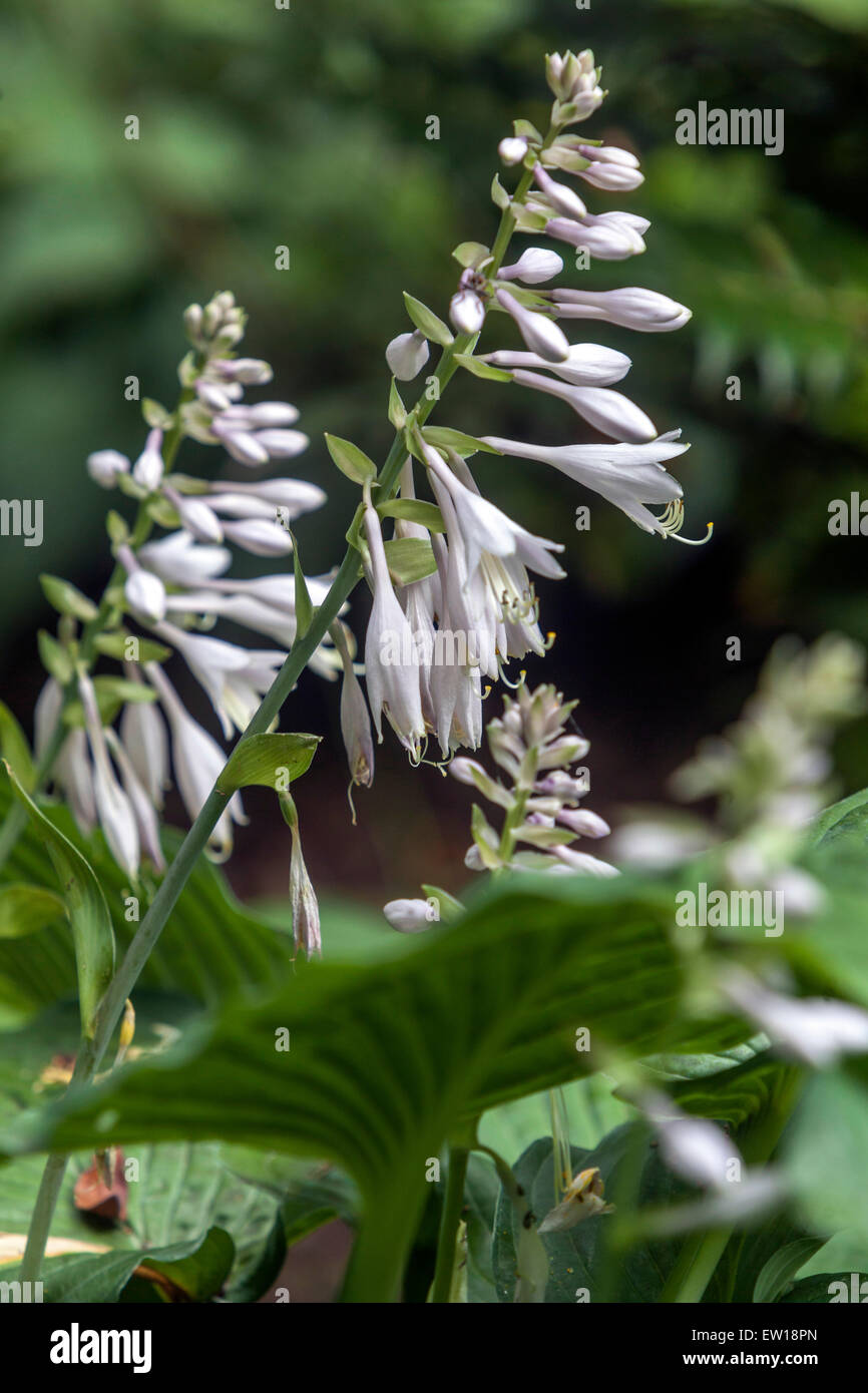 Flowers hostas hi-res stock photography and images - Alamy