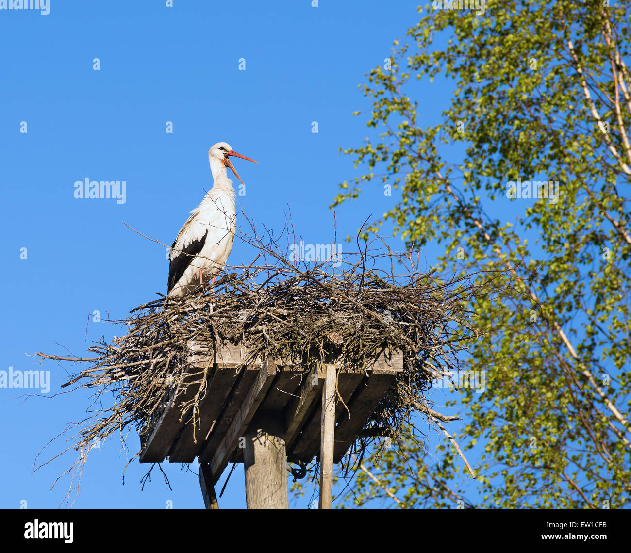 Pair of white stork standing on nest hi-res stock photography and ...
