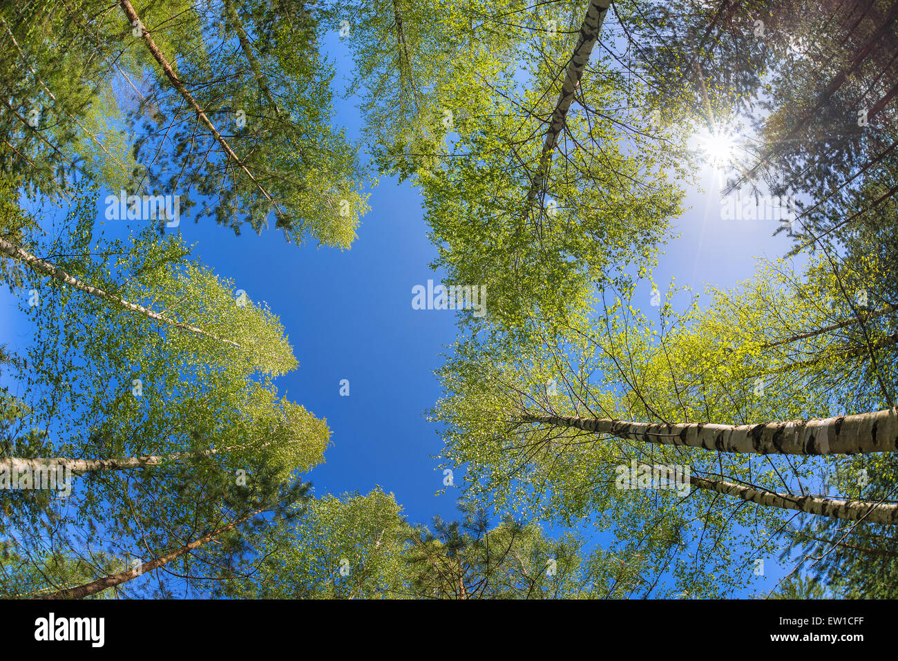 Sky view tree tops forest hi-res stock photography and images - Alamy