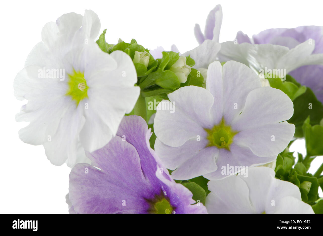 Beautiful violet flower isolated on white Stock Photo - Alamy