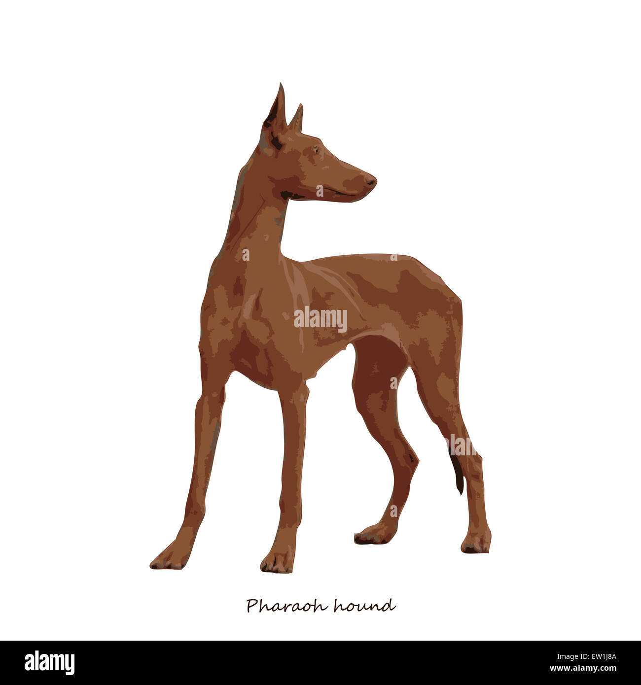 Pharaoh hound hi-res stock photography and images - Alamy
