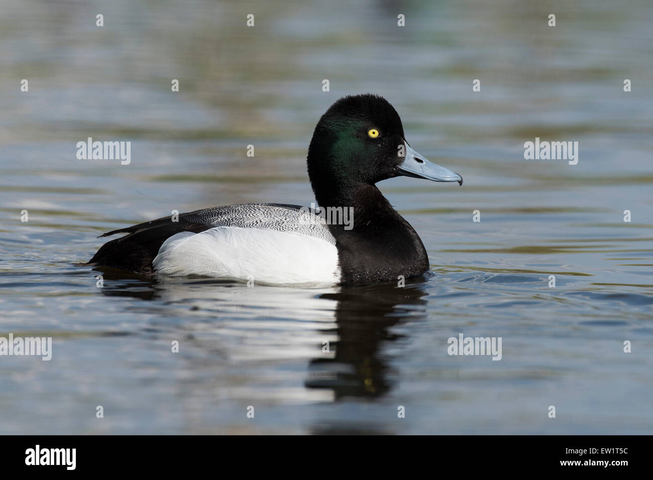 Greater scaup bluebill duck hi-res stock photography and images - Alamy
