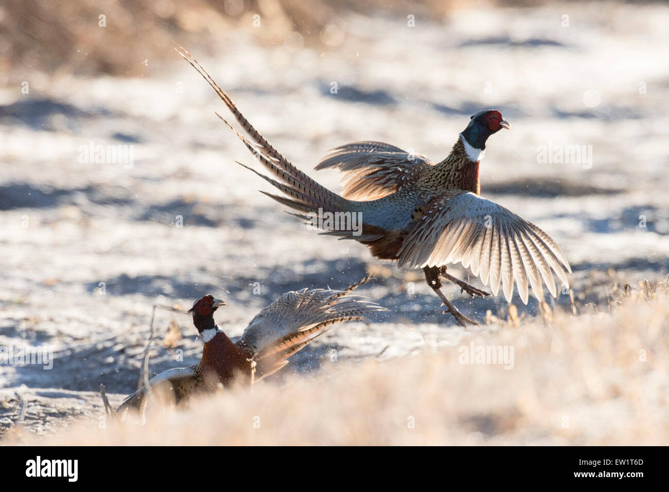 Wild Ringneck Pheasants in South Dakota Stock Photo - Alamy