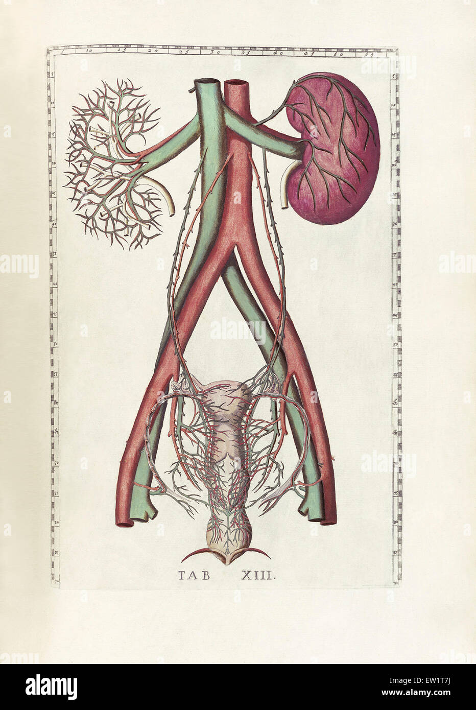 The science of human anatomy by Bartholomeo Eustachi, depicting the ...