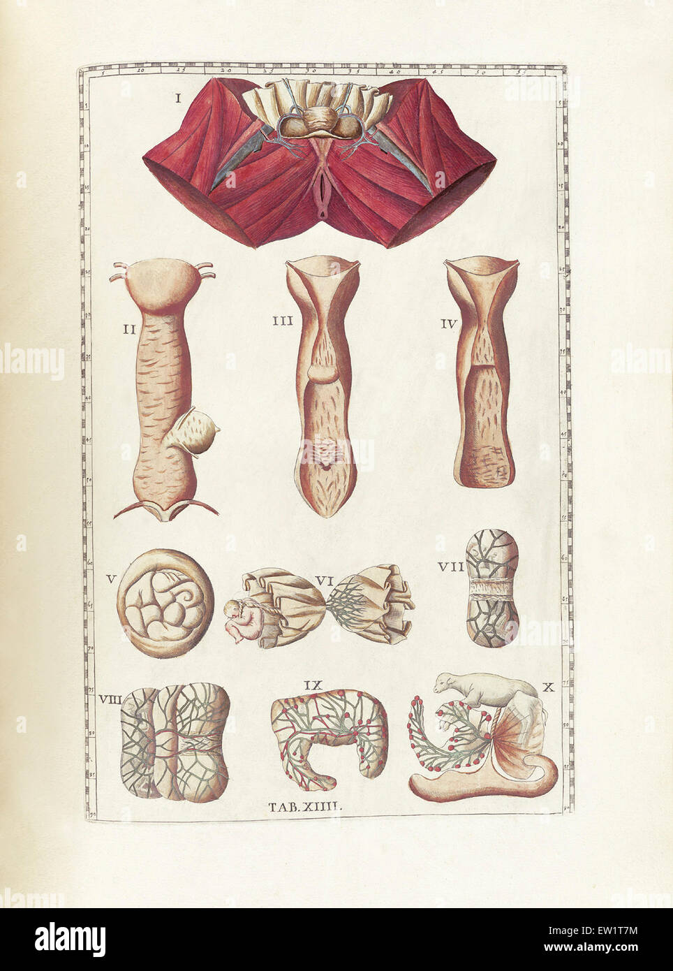 The science of human anatomy by Bartholomeo Eustachi, depicting the ...