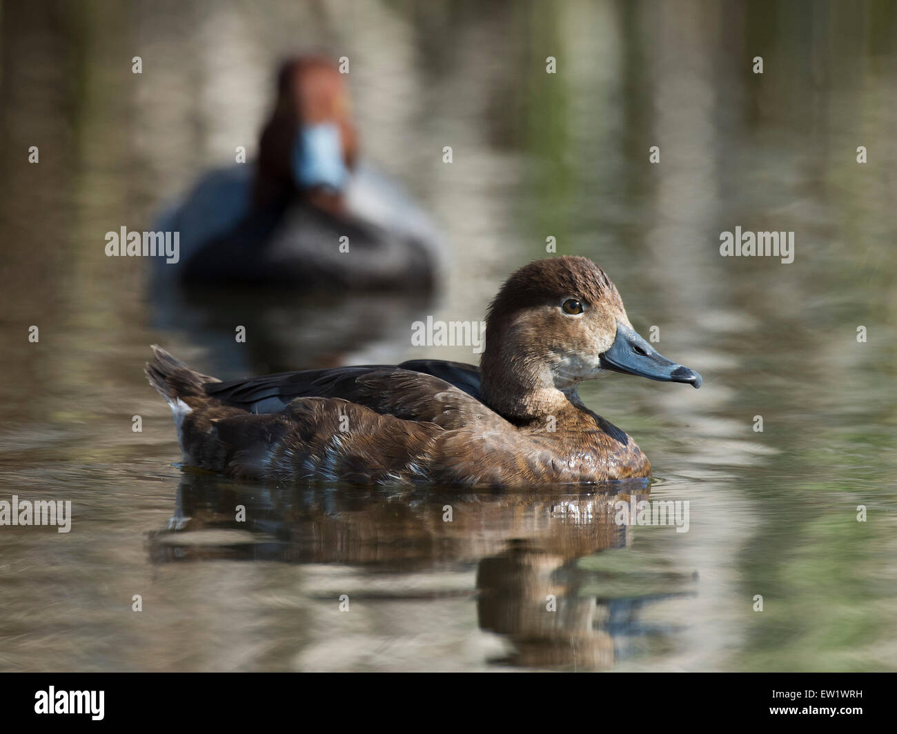 Hen redhead duck hi-res stock photography and images - Alamy