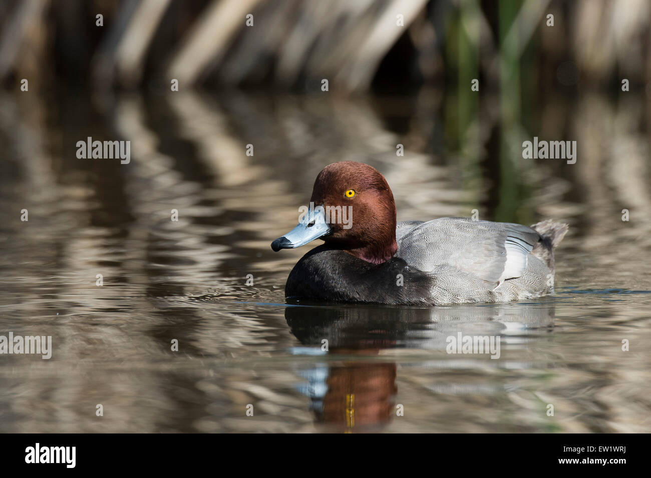 Hen redhead duck hi-res stock photography and images - Alamy