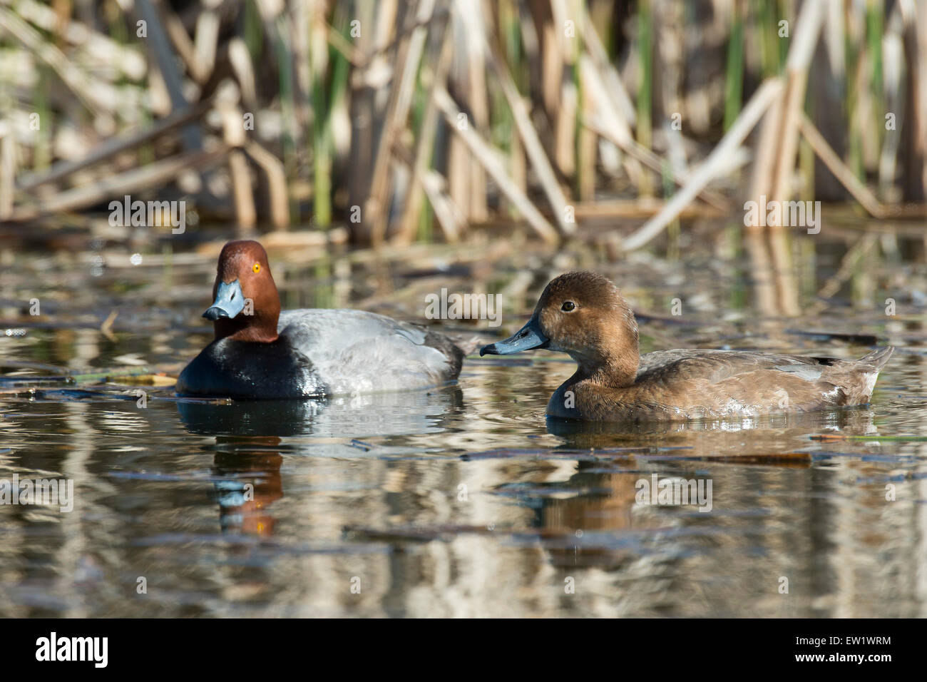 Hen redhead duck hi-res stock photography and images - Alamy