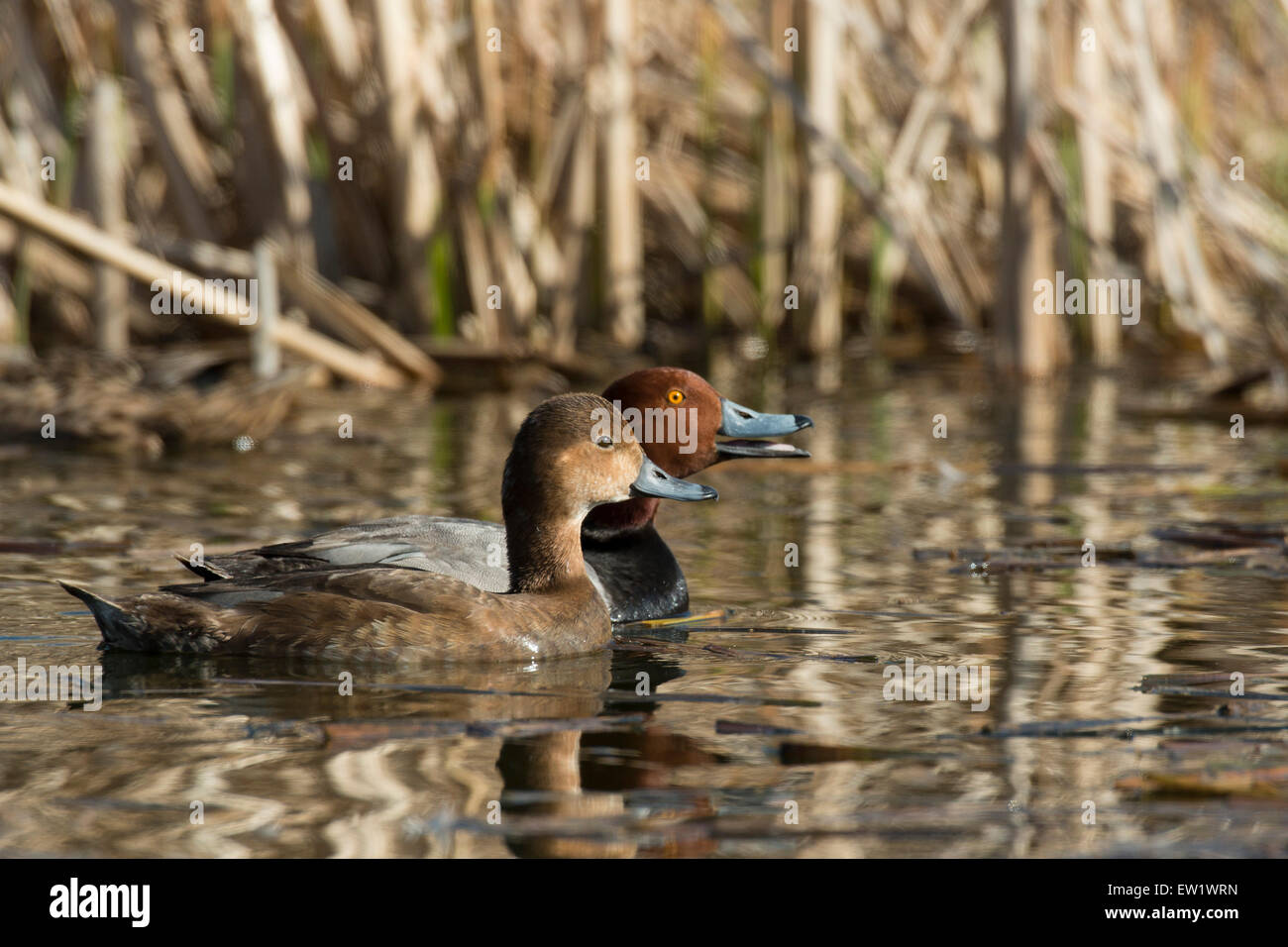 Hen redhead duck hi-res stock photography and images - Alamy