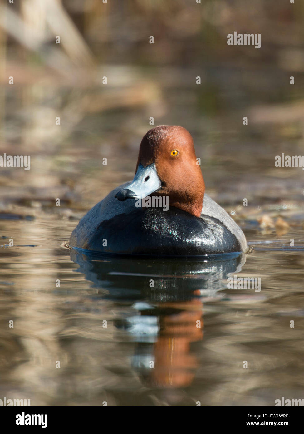 Hen redhead duck hi-res stock photography and images - Alamy