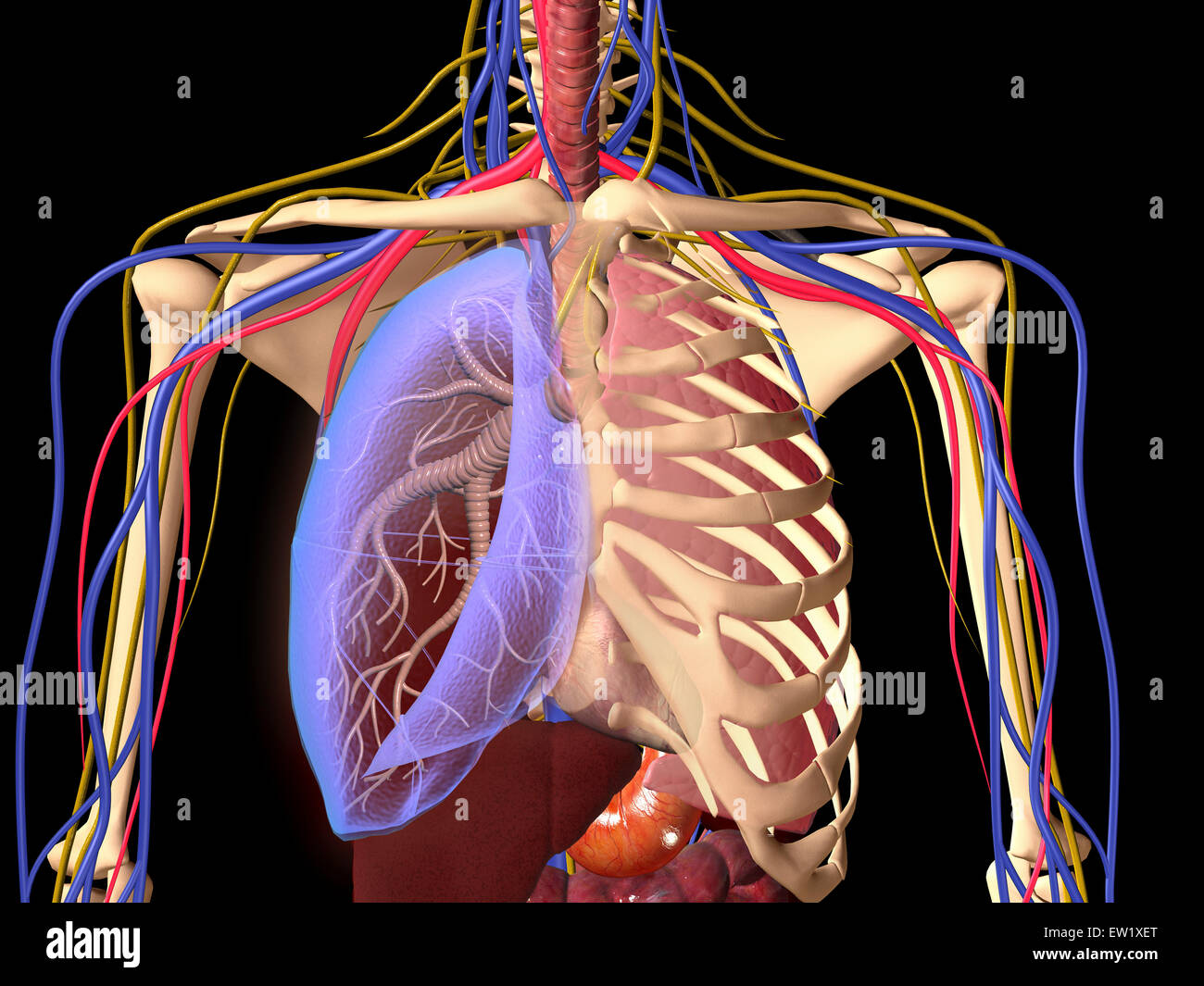 Human skeleton showing a transparent lung with surrounding rib cage and ...