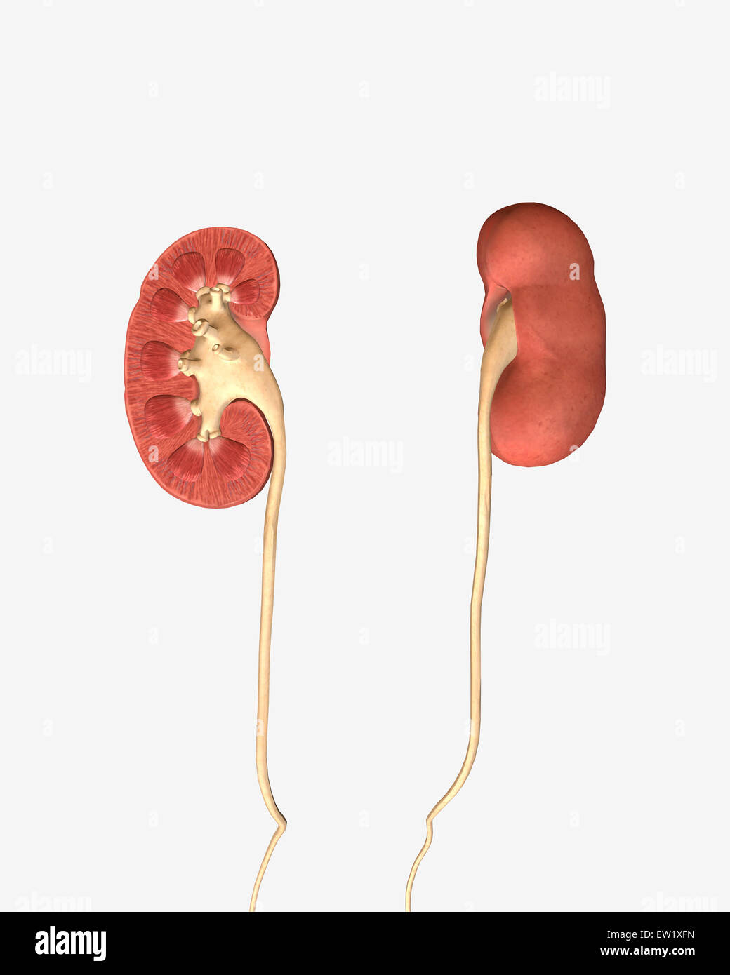 Conceptual image of kidneys showing renal pelvis and ureter Stock Photo ...