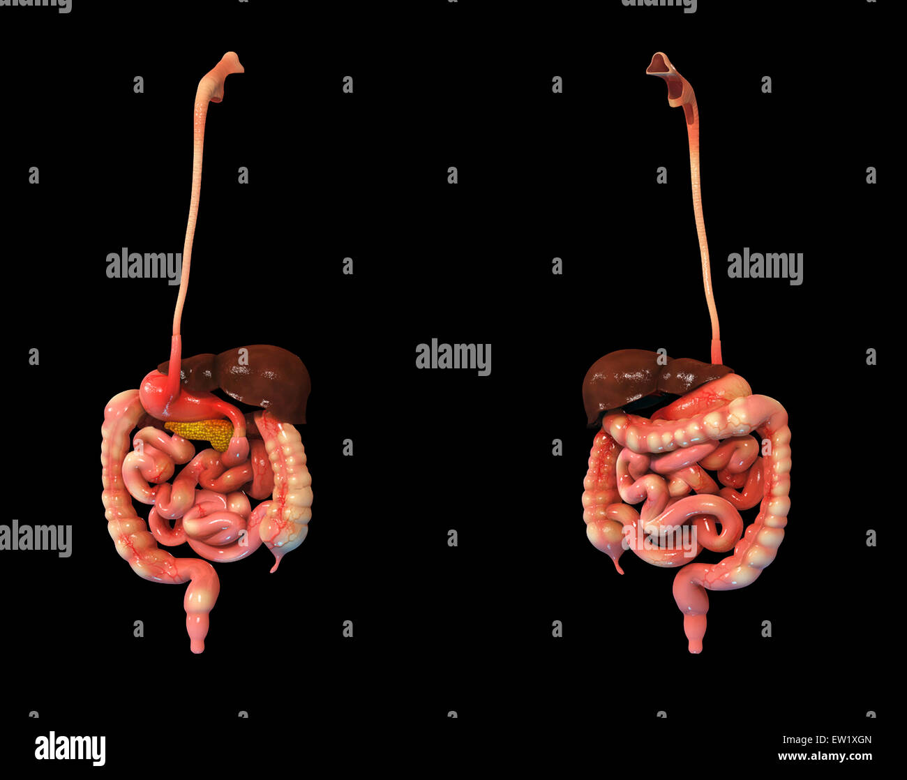 3D Rendering Of Human Digestive System Stock Photo Alamy 3d-rendering-of-human-digestive-system-stock-photo-alamy