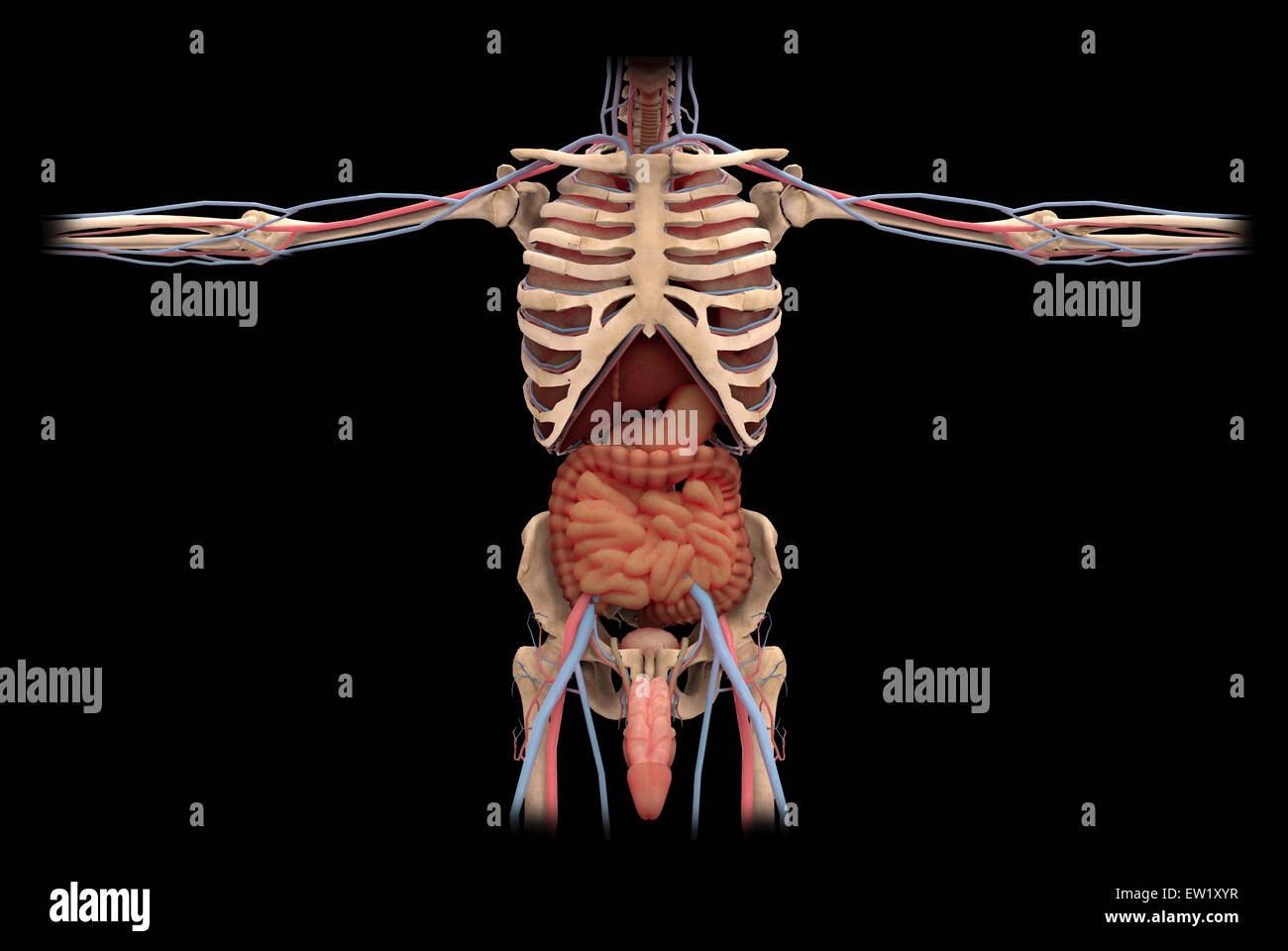 3D rendering of digestive system and male reproductive system Stock ...