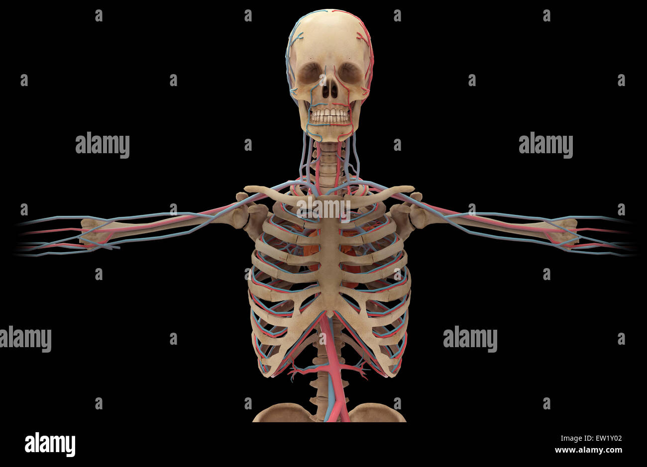 3D rendering of human circulatory system from the waist up Stock Photo ...
