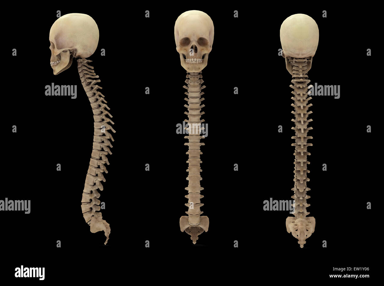Normal Anatomy Of The Human Vertebral Column Compel Visuals