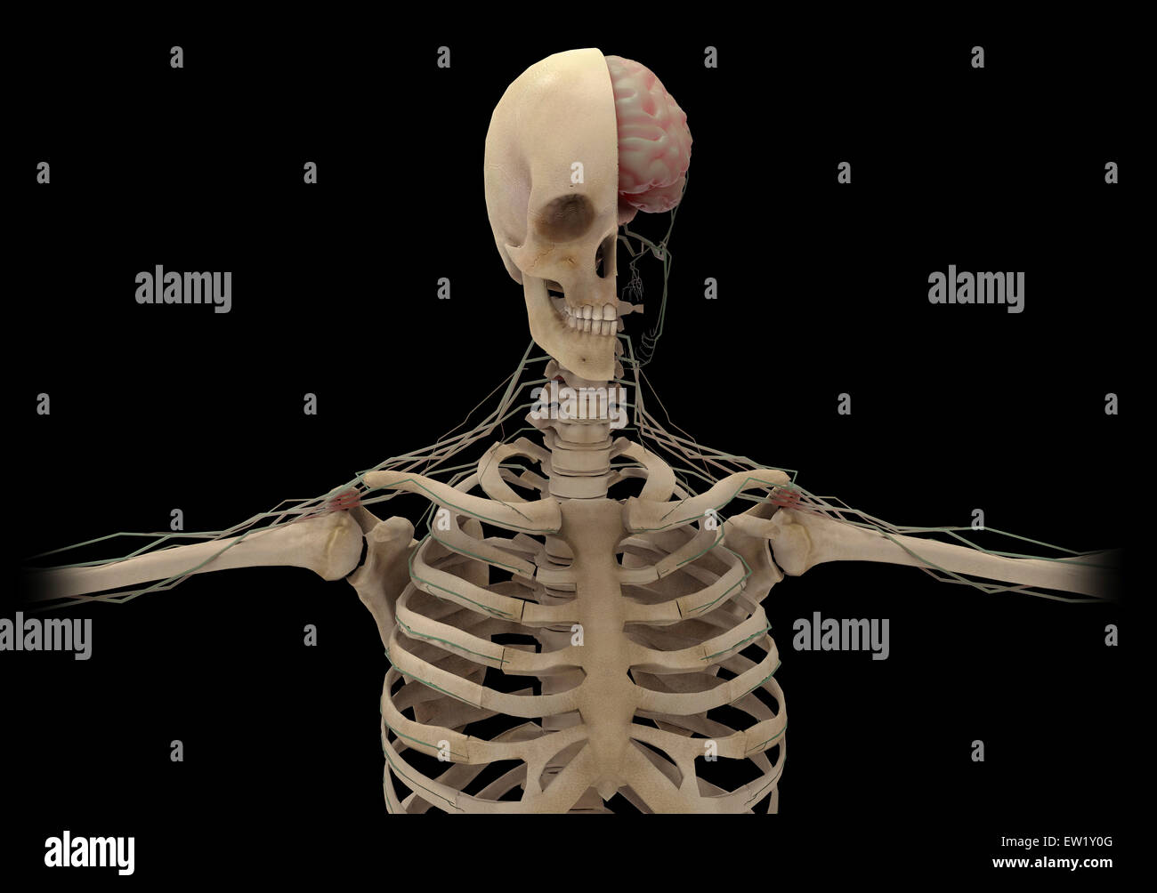 Human skeleton with transectional view of skull exposing the brain ...