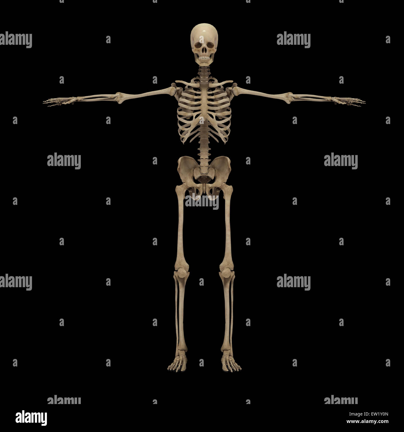 Human skeleton bone 3d hi-res stock photography and images - Alamy