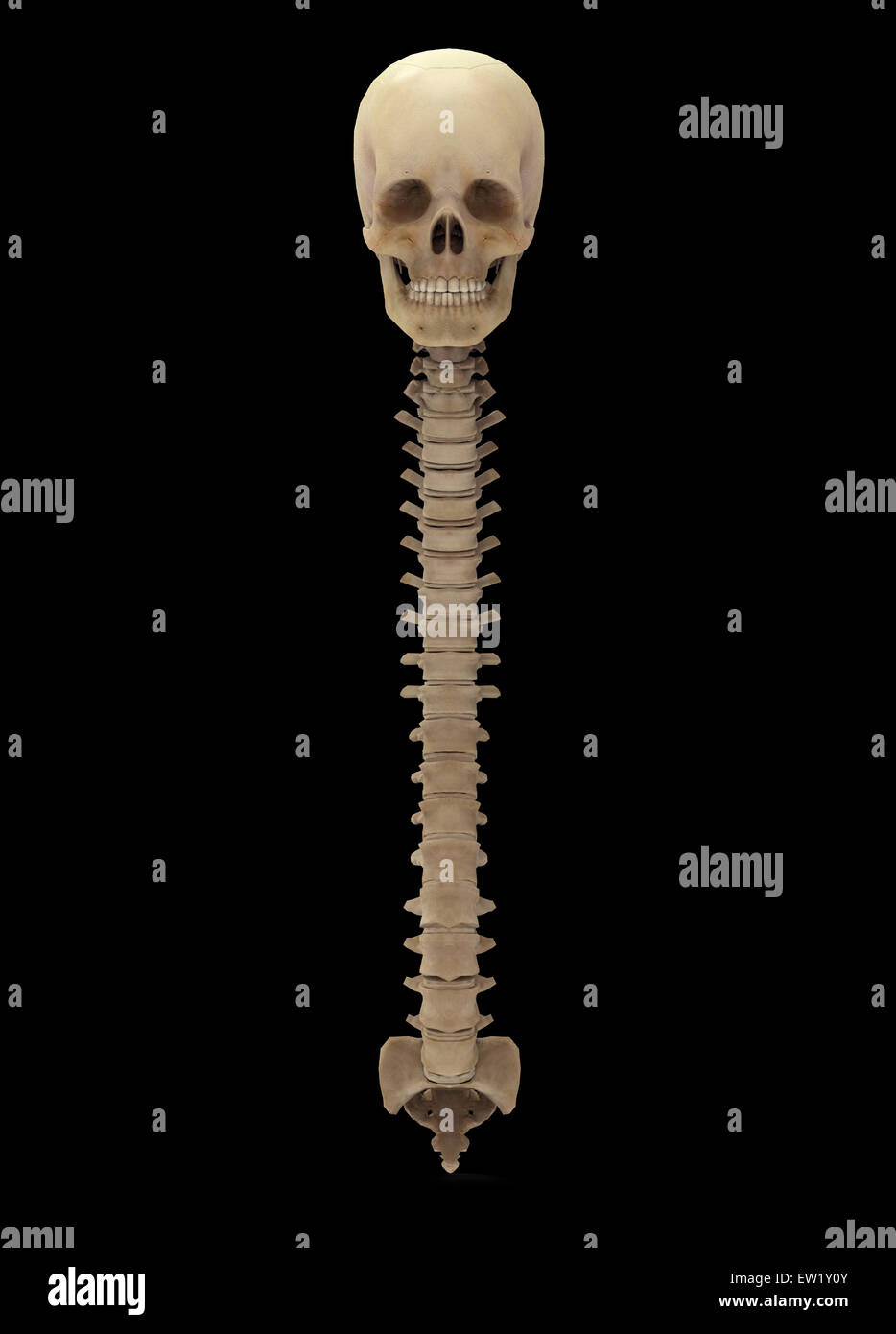Vertebral column hi-res stock photography and images - Alamy