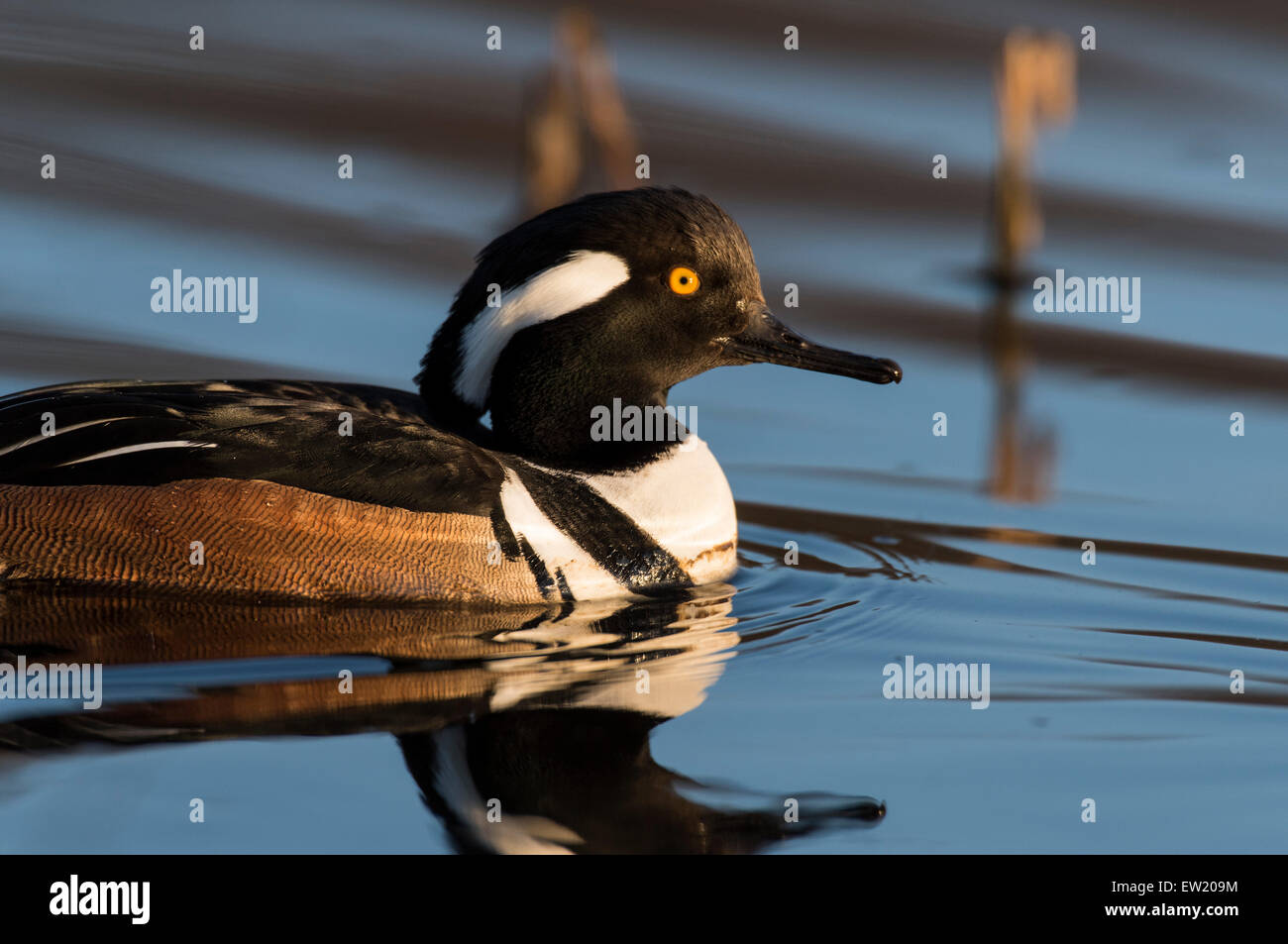 Hooded Mergansers in the spring in Minnesota Stock Photo - Alamy