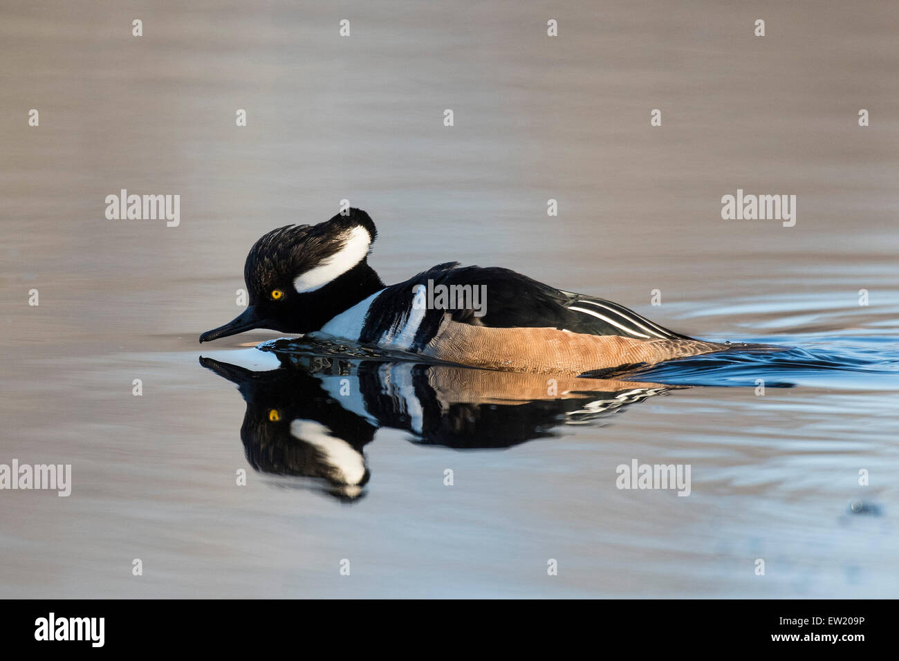 Hooded Mergansers in the spring in Minnesota Stock Photo - Alamy