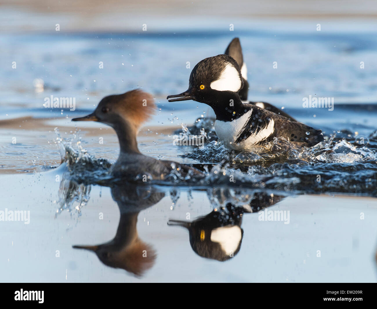 Hooded Mergansers in the spring in Minnesota Stock Photo - Alamy
