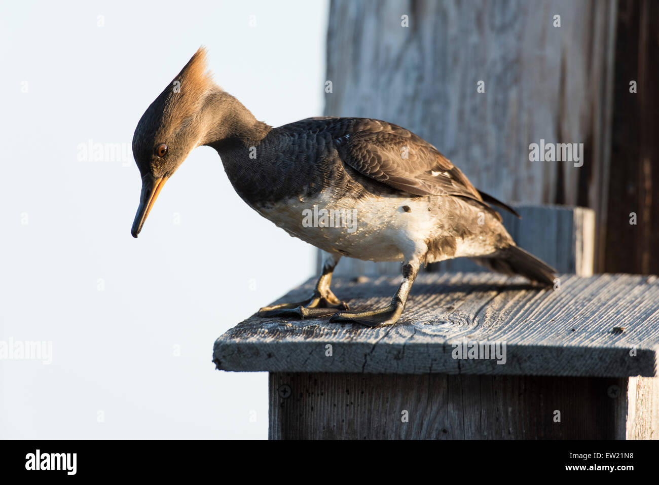 Hooded Mergansers in the spring in Minnesota Stock Photo - Alamy
