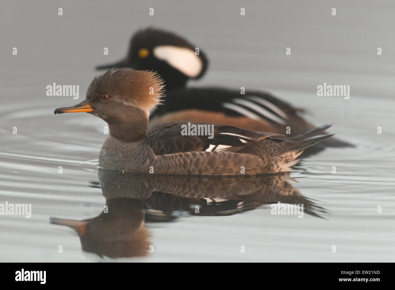 Hooded Mergansers in the spring in Minnesota Stock Photo - Alamy