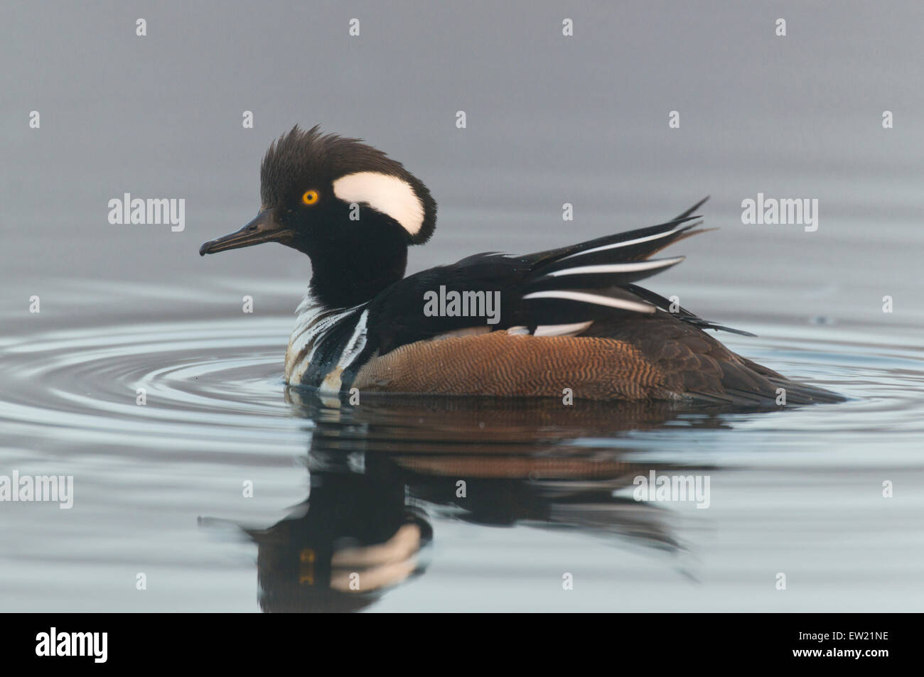 Drake and hen hooded mergansers hi-res stock photography and images - Alamy