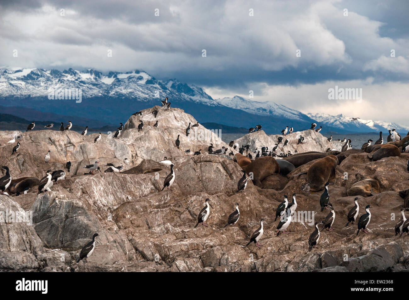 King Cormorant colony, Beagle Channel. Tierra del Fuego, Argentina ...