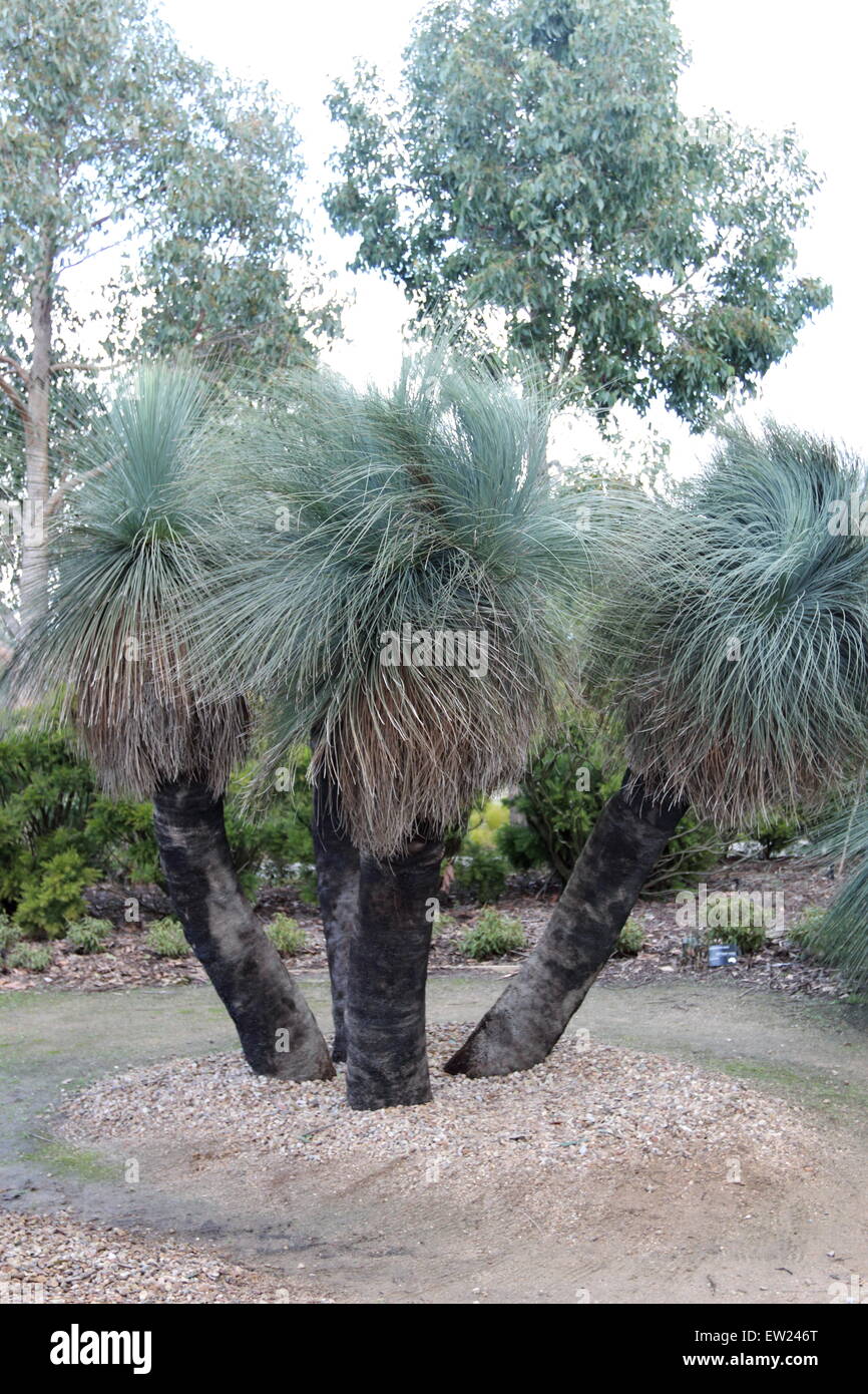 Grass tree hi-res stock photography and images - Alamy