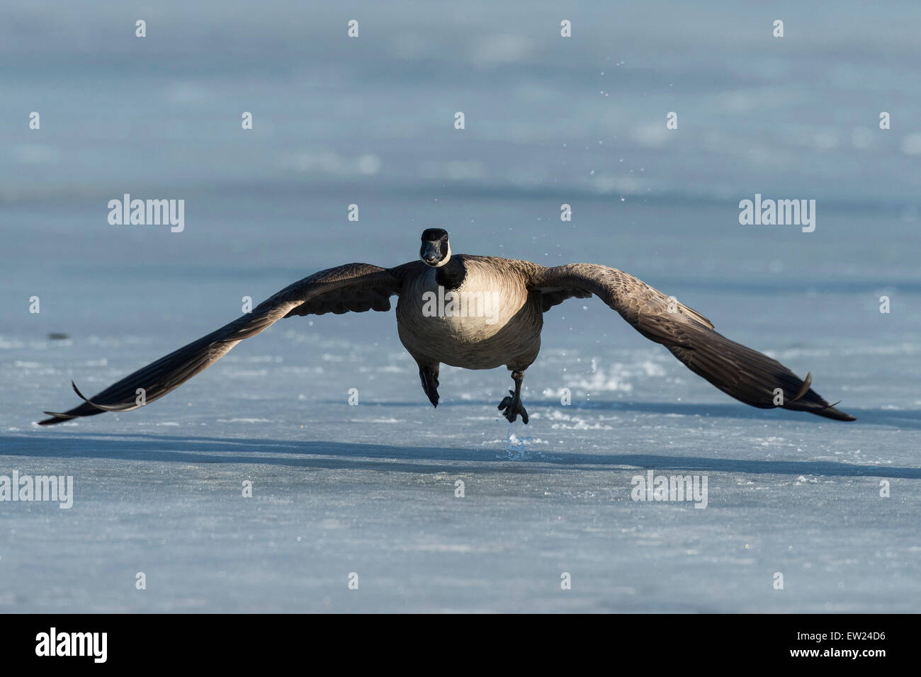 Flying Canada Geese Stock Photo - Alamy