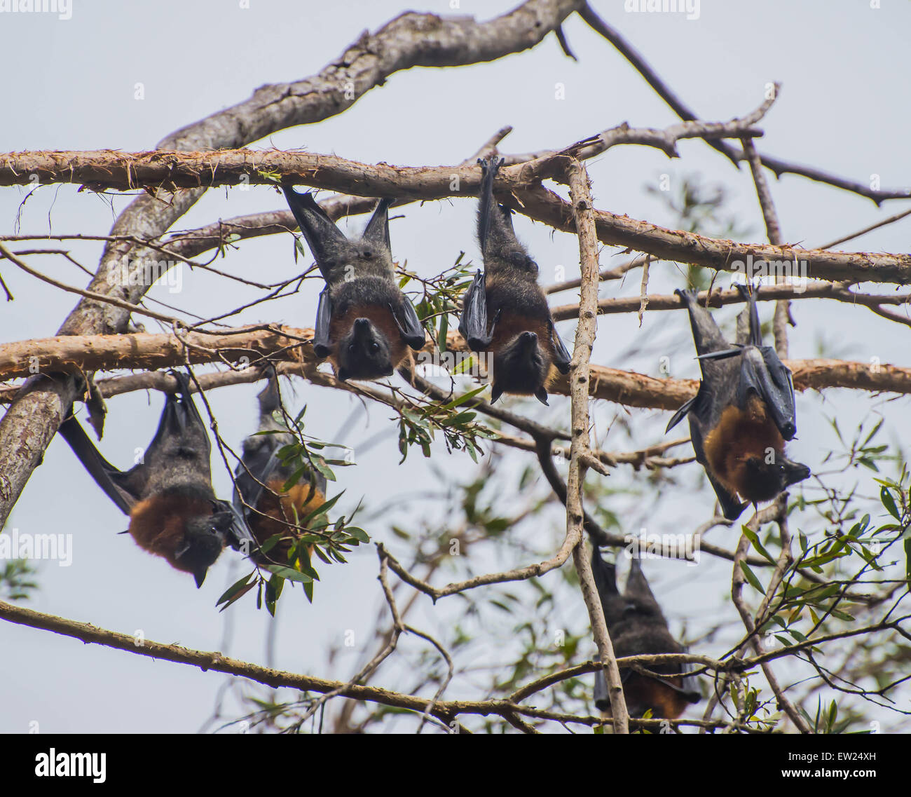 Flying foxes hi-res stock photography and images - Alamy