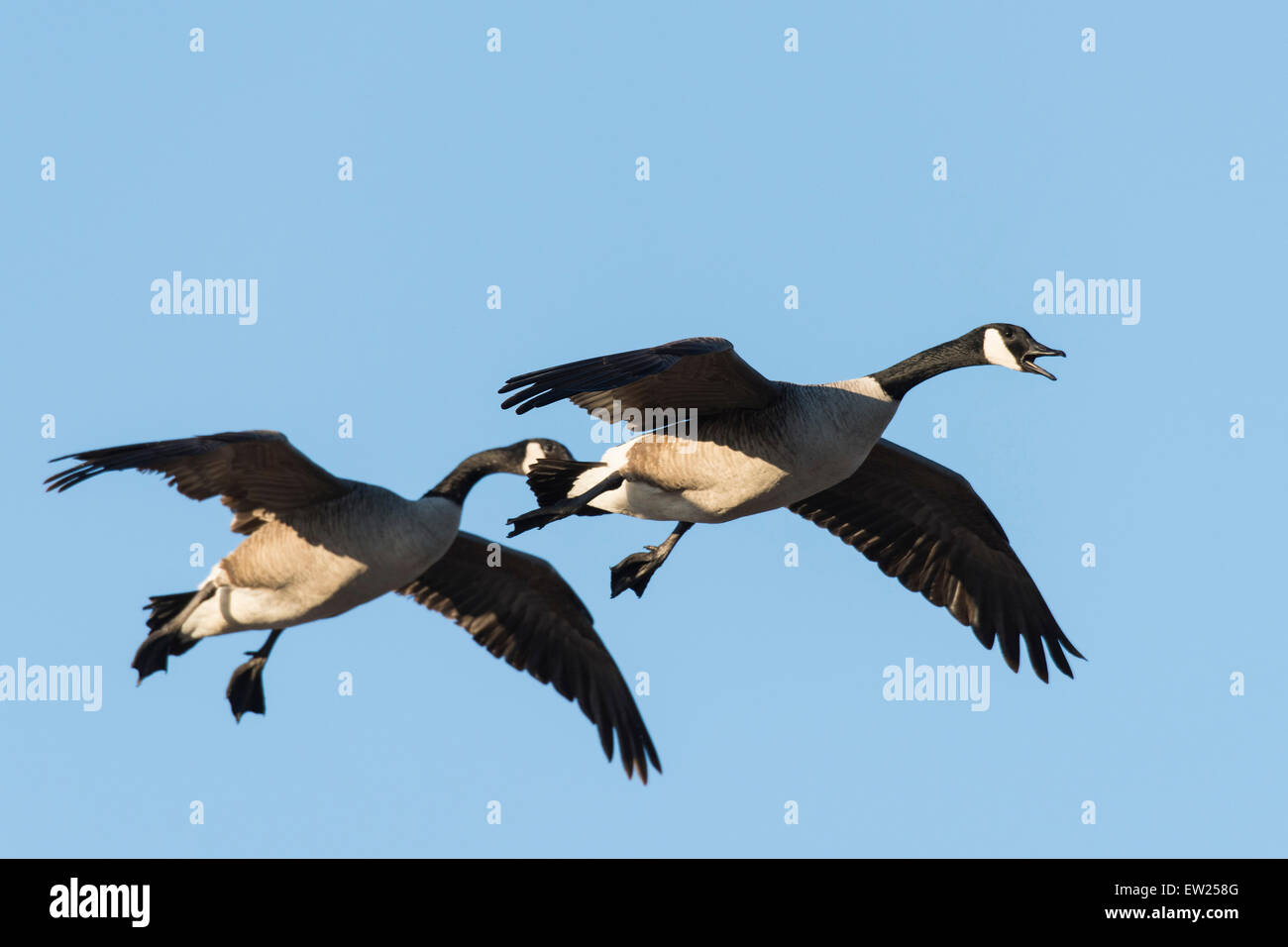 Flying Canada Geese Stock Photo - Alamy