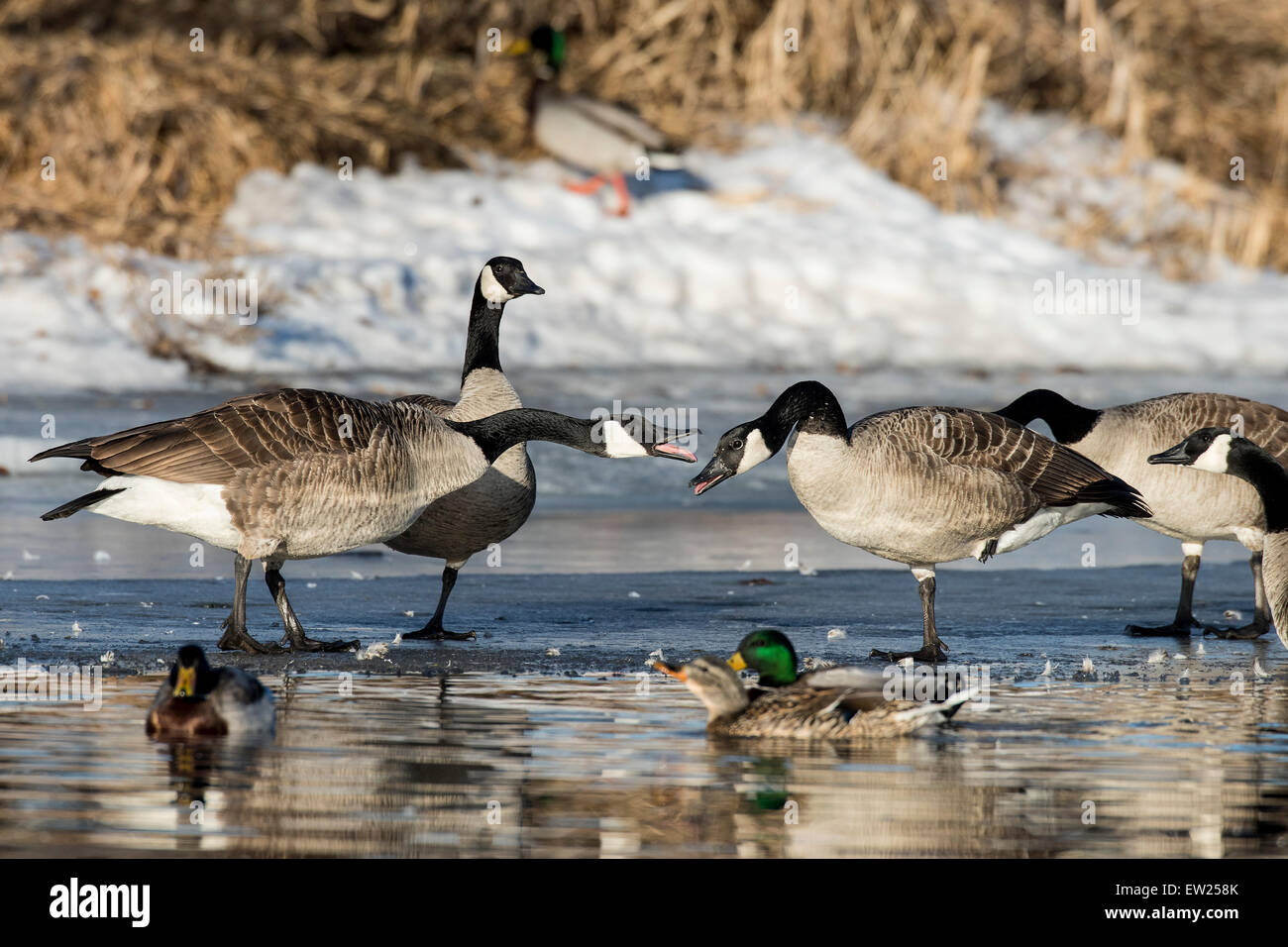 Pair snow geese landing hi-res stock photography and images - Alamy