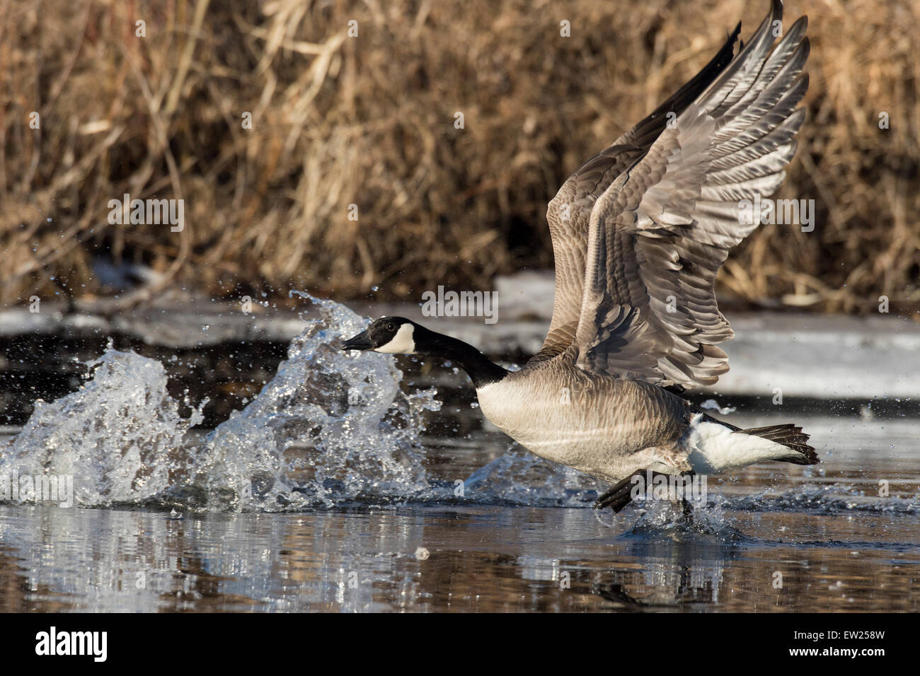 Honking while flying hi-res stock photography and images - Alamy