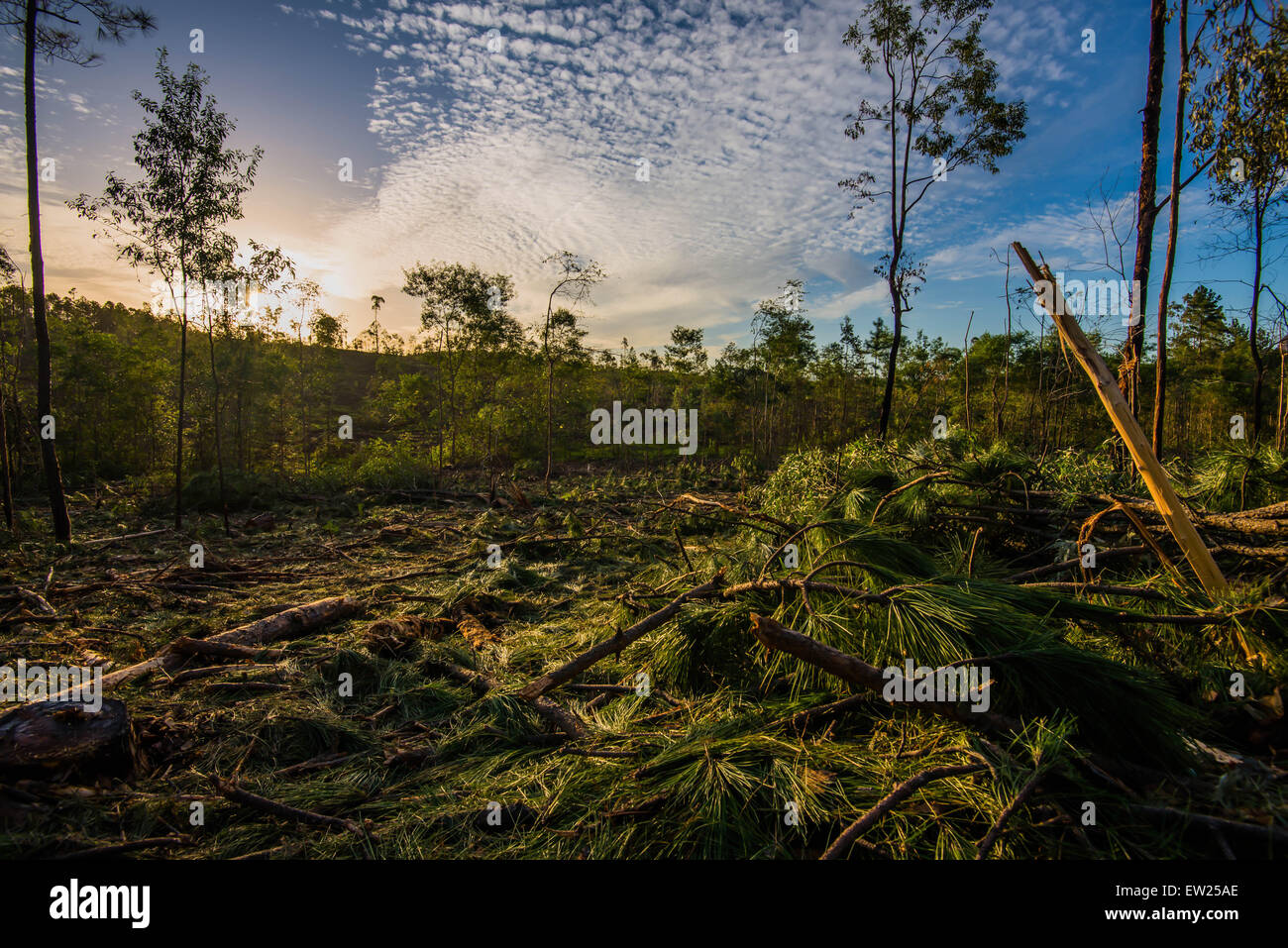 Forest harvest hi-res stock photography and images - Alamy