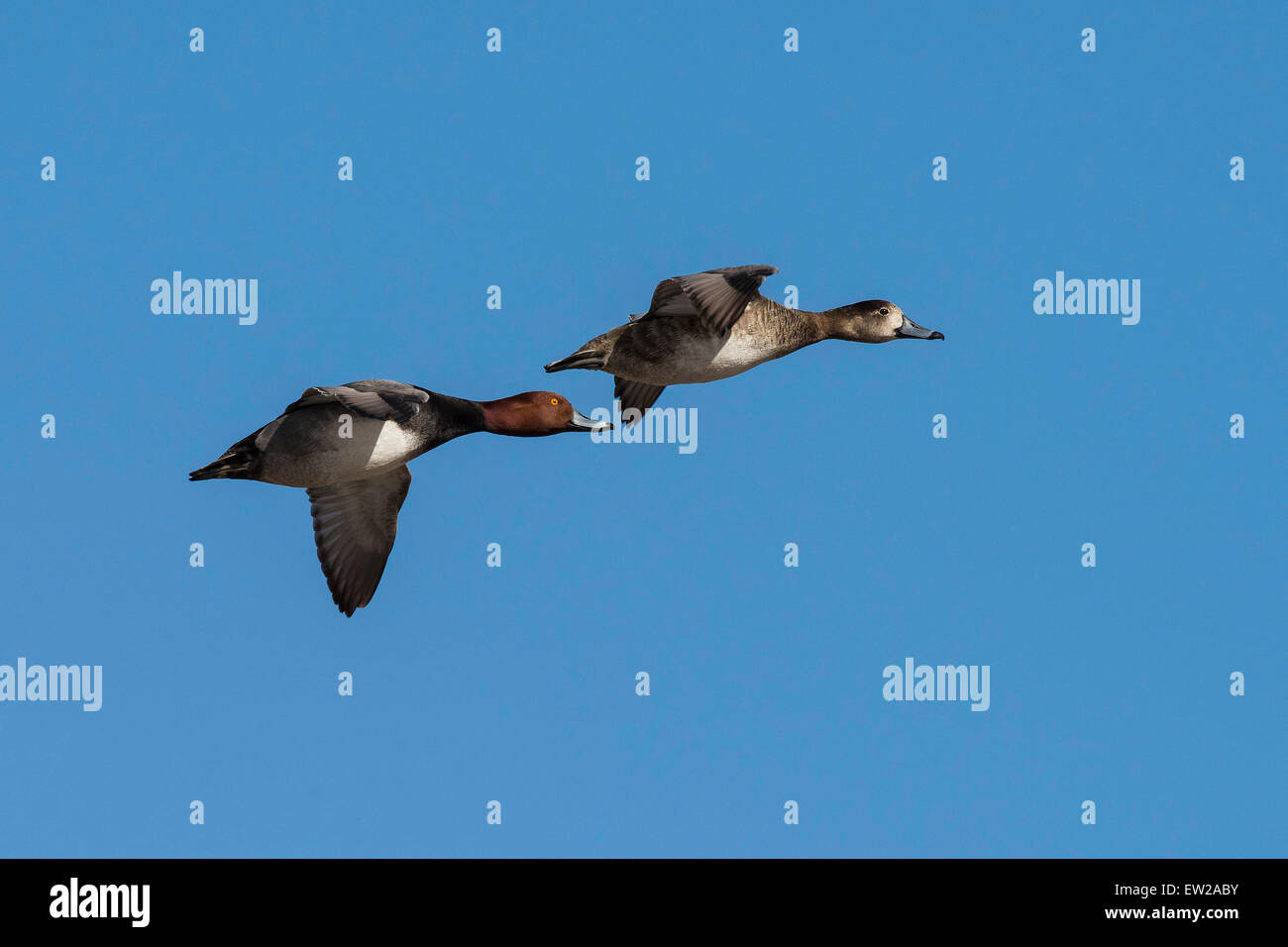 Flying Redhead Ducks Stock Photo - Alamy