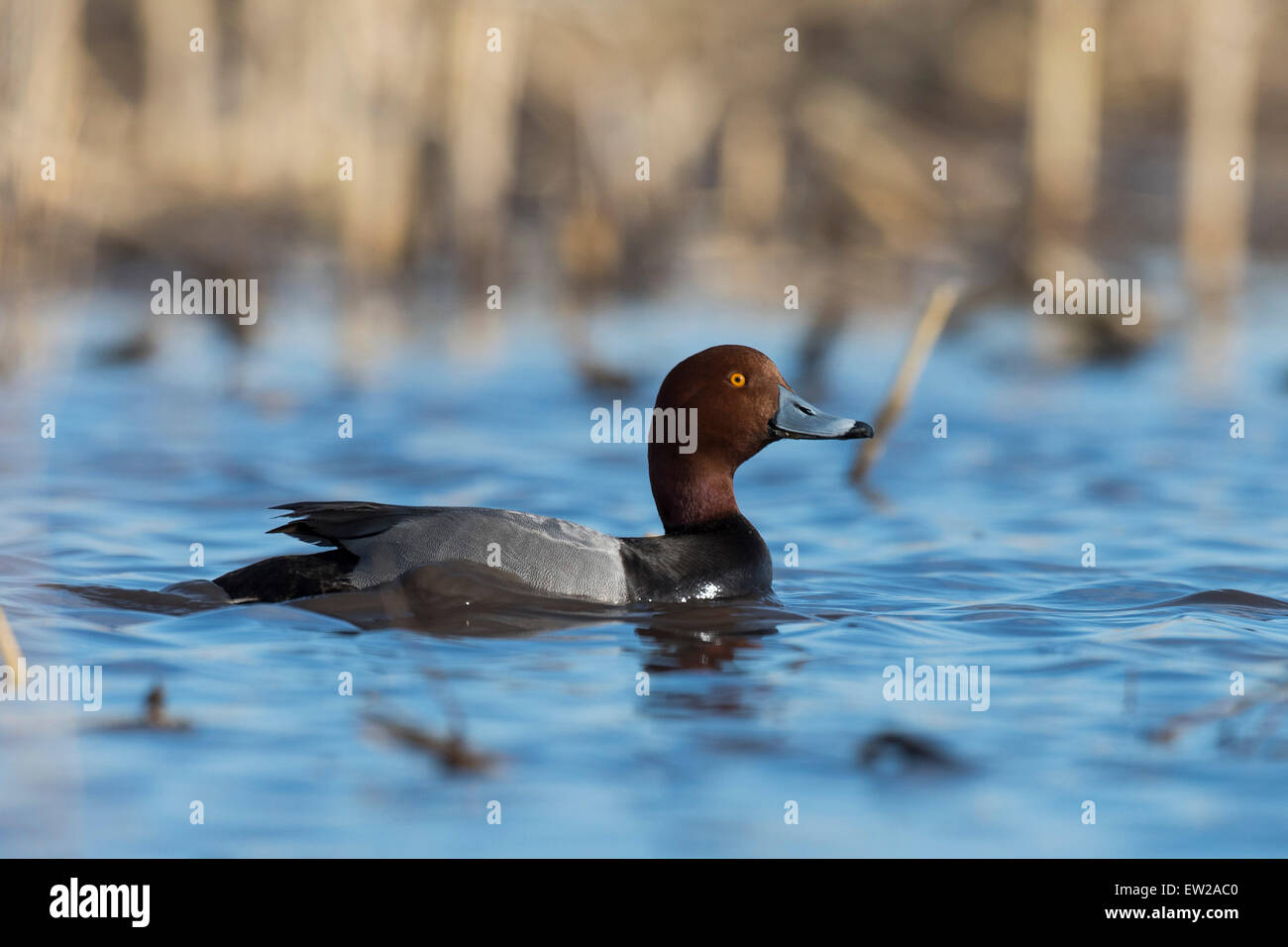 Redheaded duck hi-res stock photography and images - Alamy