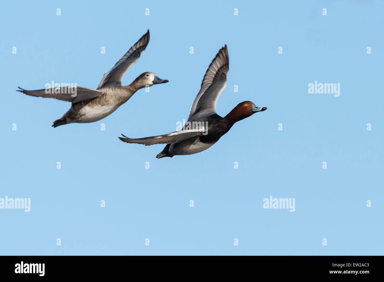 Flying Redhead Ducks Stock Photo - Alamy
