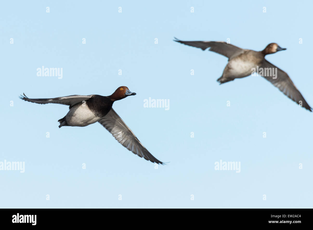 Flying Redhead Ducks Stock Photo - Alamy